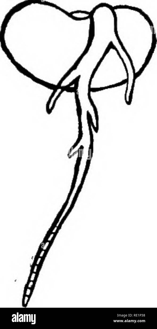 Root tip and root cap cells Cut Out Stock Images & Pictures - Alamy