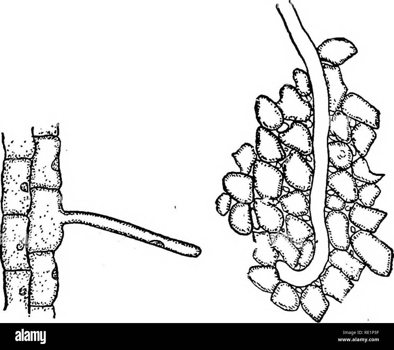 Root hair in plants Black and White Stock Photos & Images - Alamy