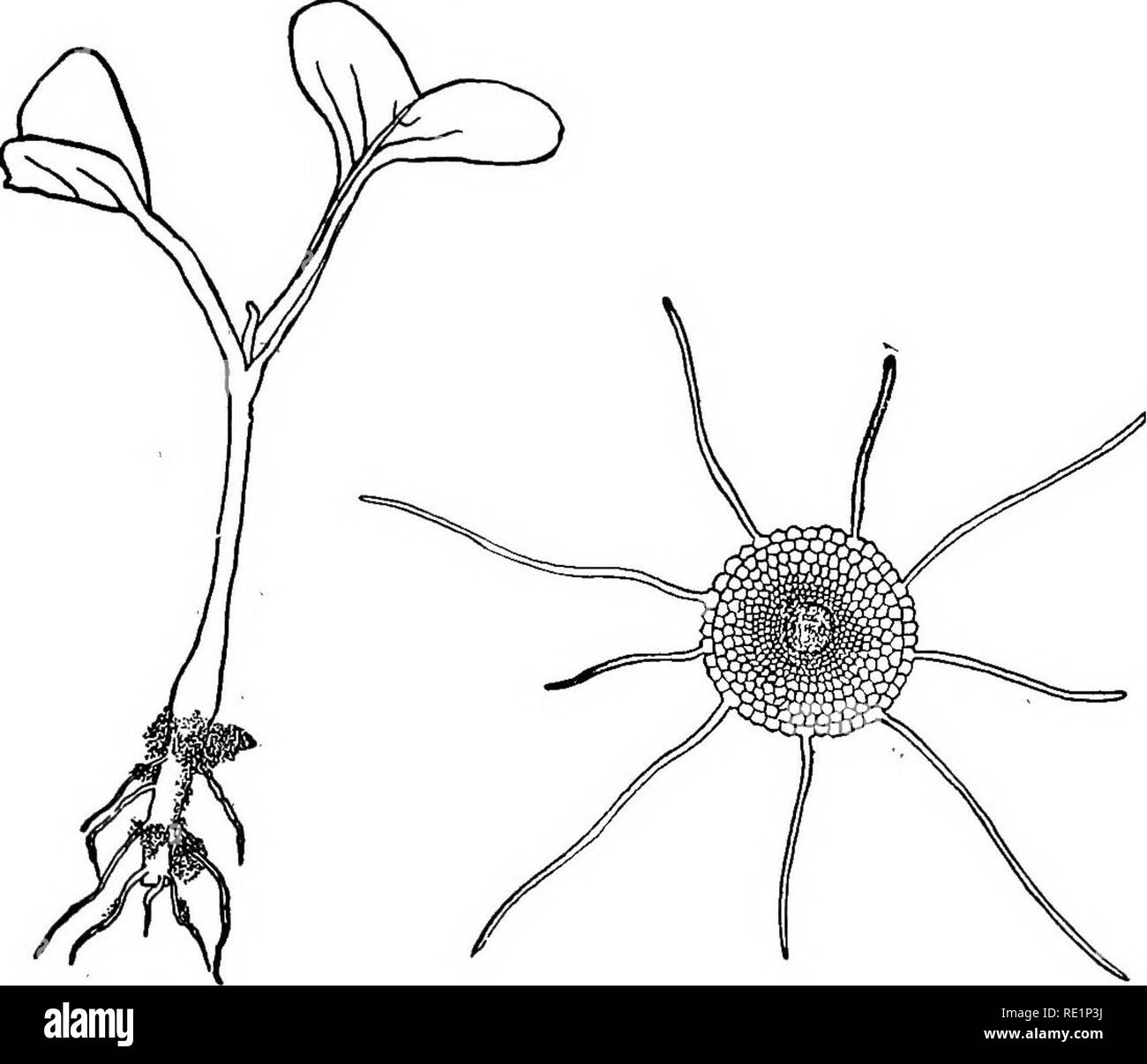 . College botany; structure, physiology and economics of plants. Botany ...