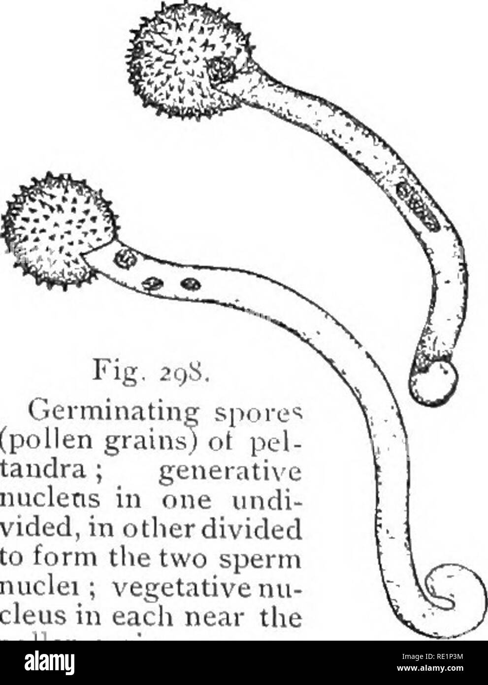 Pollen formation Black and White Stock Photos & Images - Alamy