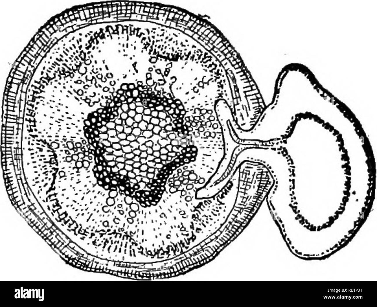 Fusiform Black and White Stock Photos & Images - Alamy