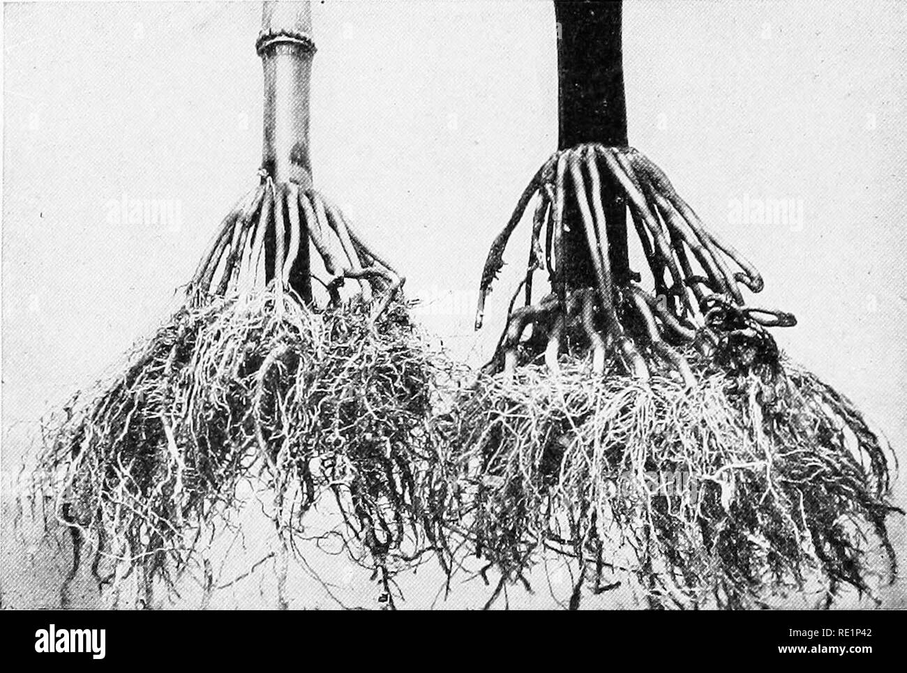 . College botany; structure, physiology and economics of plants. Botany ...