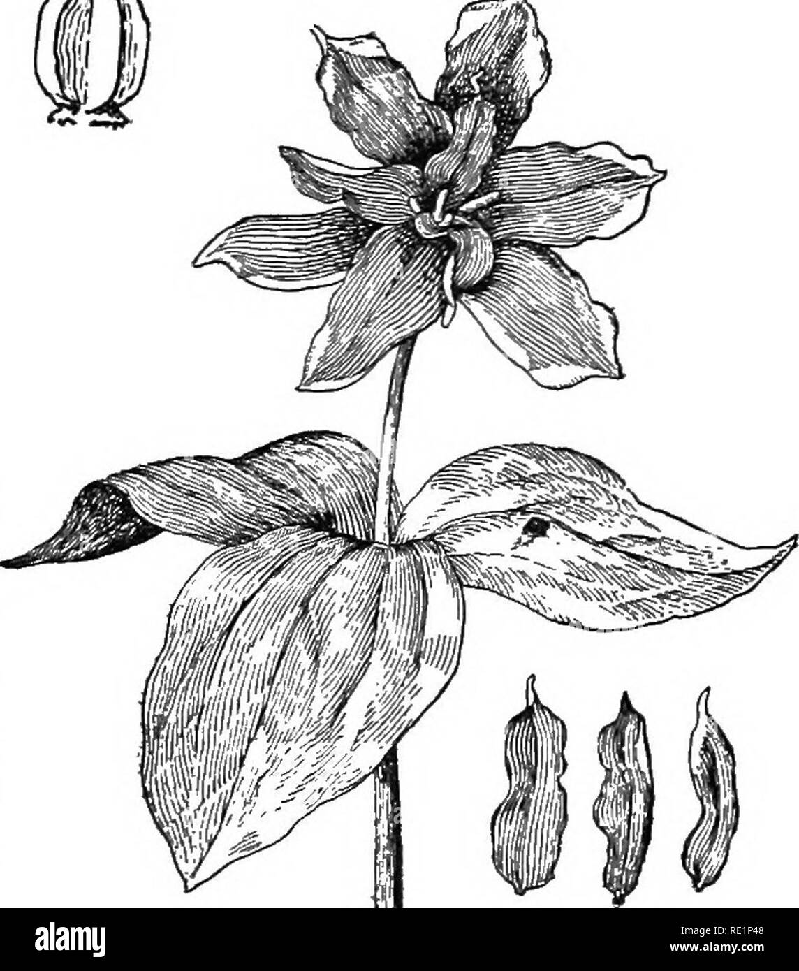 . Elementary botany. Botany. Fig. 291. Sepal, petal, stamen, and pistil ...