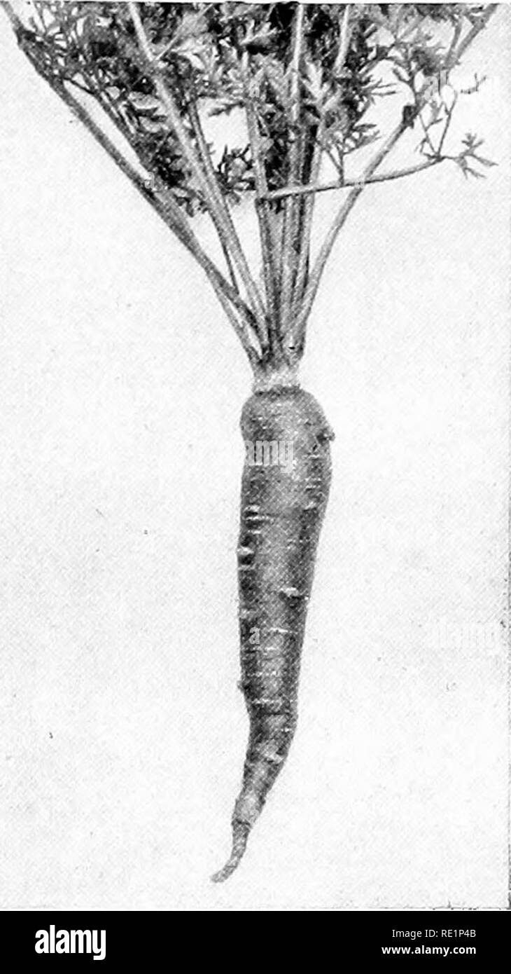 Fibrous Root System Stock Photos & Fibrous Root System Stock Images - Alamy