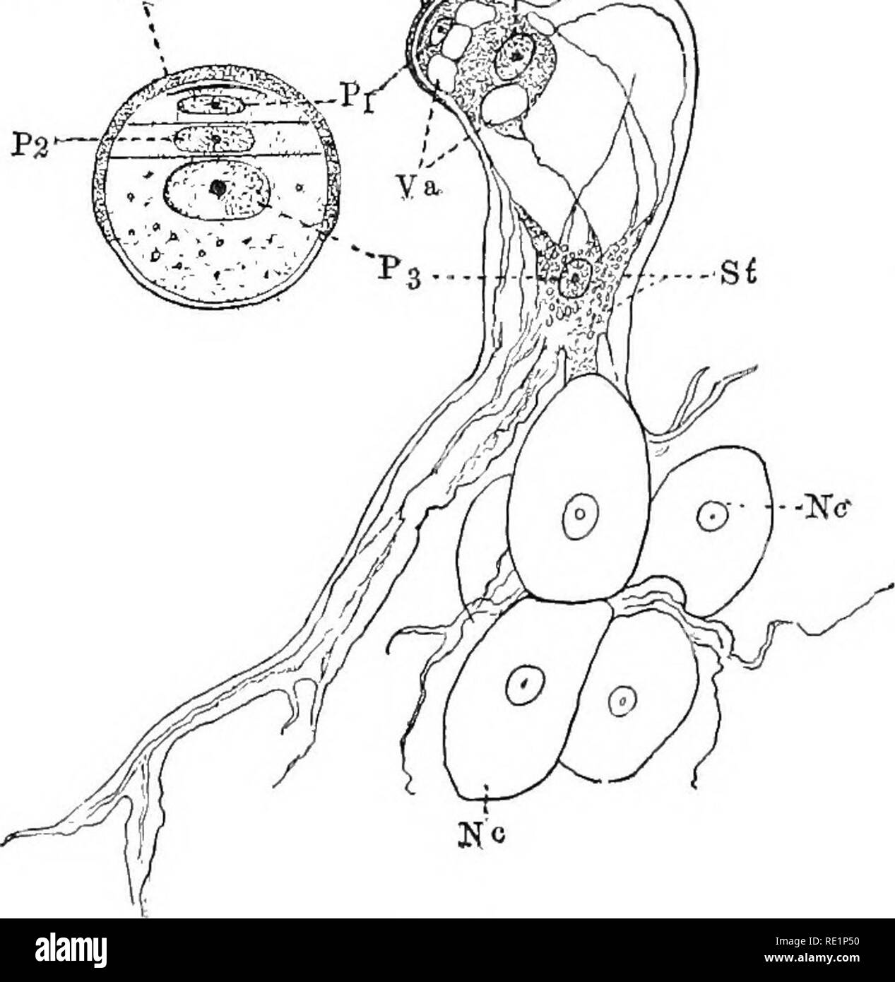 . Elementary botany. Botany. 2l8 MORPHOLOG Y. In comparing the female ...