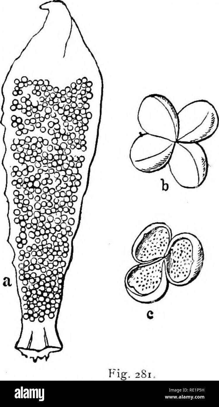 . Elementary botany. Botany. Fig. Z79. Macrosporangium of Cycas ...