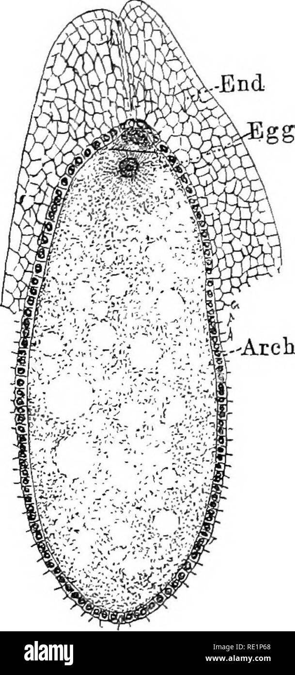 . Elementary botany. Botany. Fig. 271. Section through upper part of ...