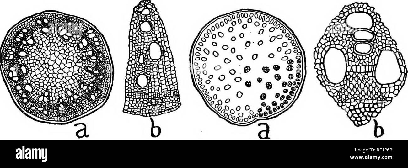 . College botany; structure, physiology and economics of plants. Botany ...