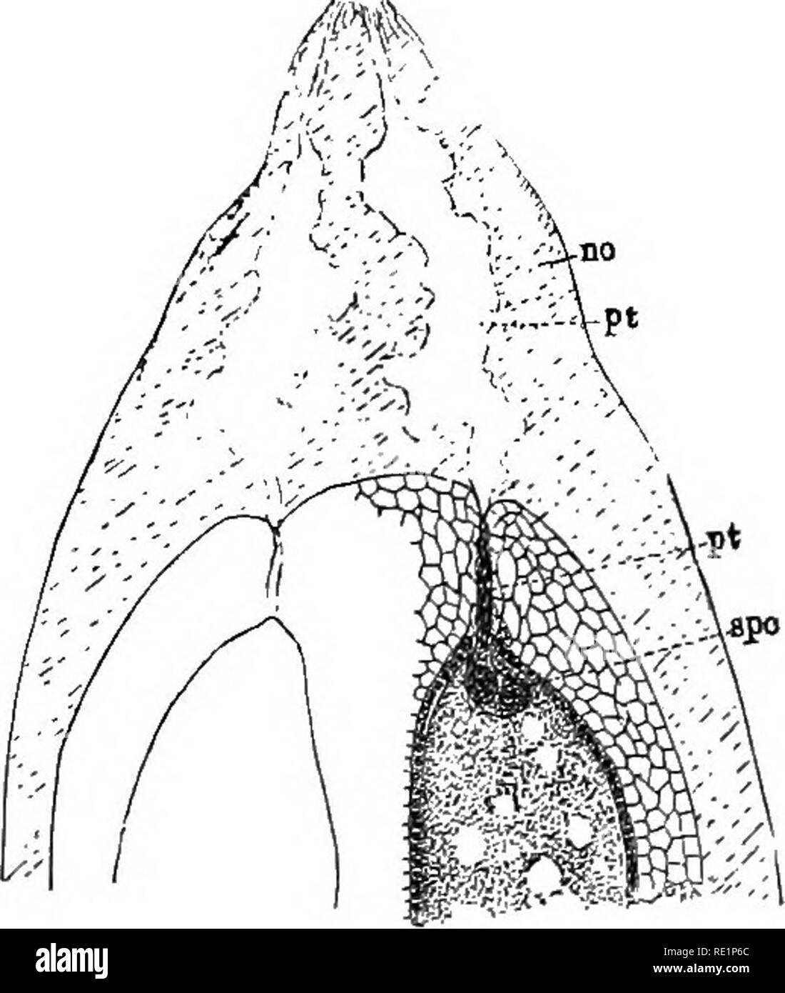 . Elementary botany. Botany. GYMNOSPERMS: WHITE PINE. 211 division of ...