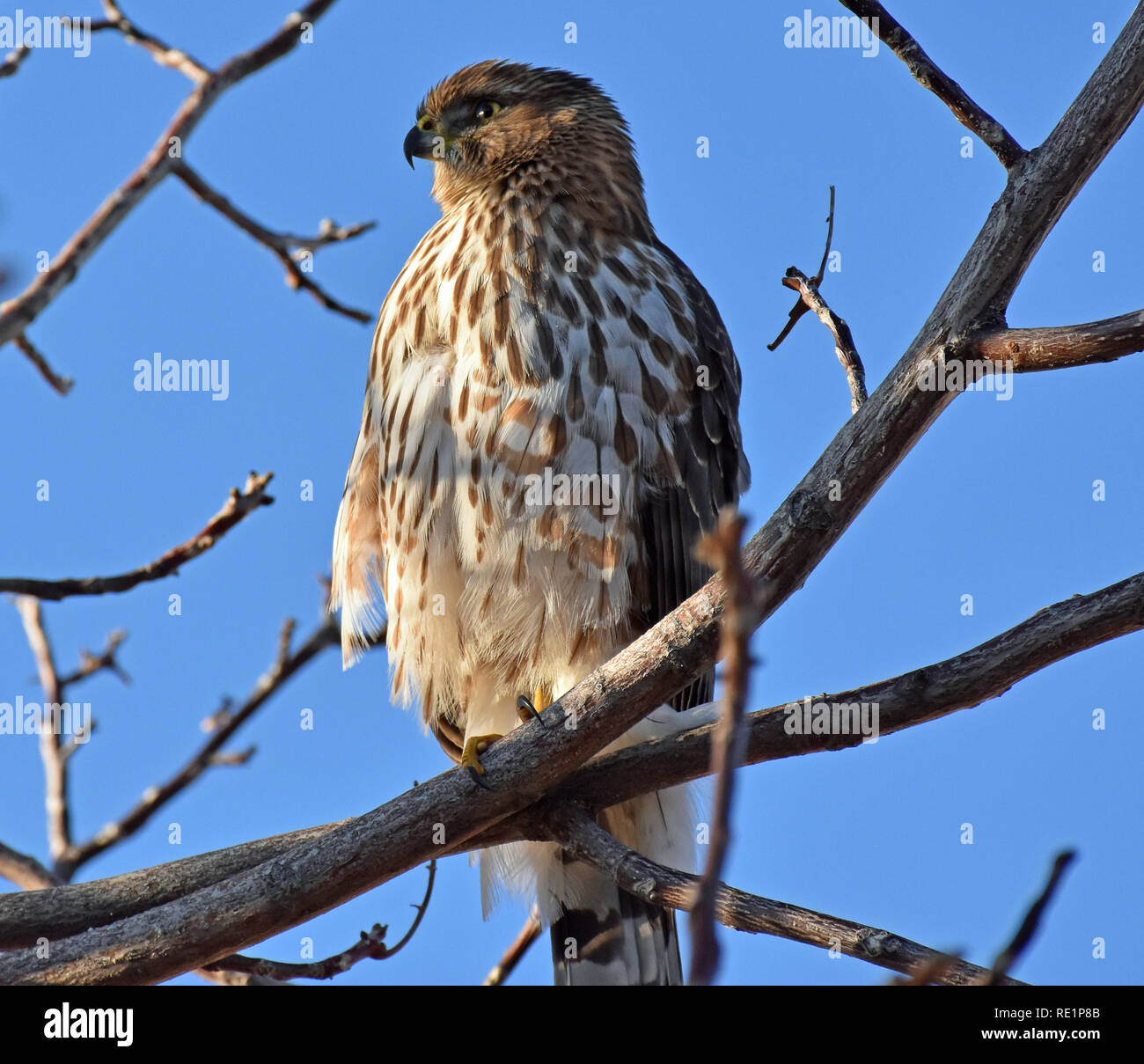 Prairie falcon hi-res stock photography and images - Alamy