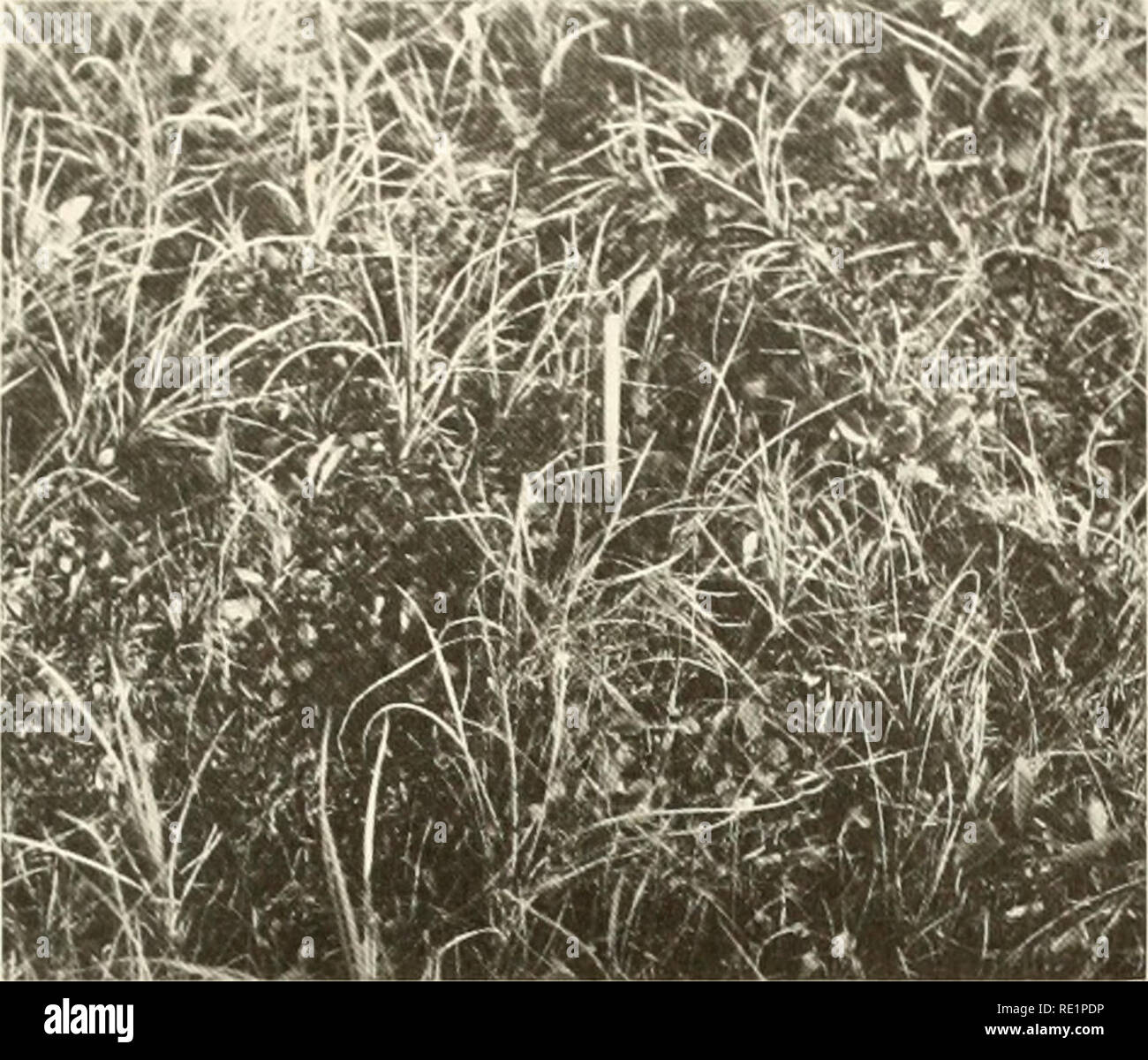 Dichotomous key hi-res stock photography and images - Alamy
