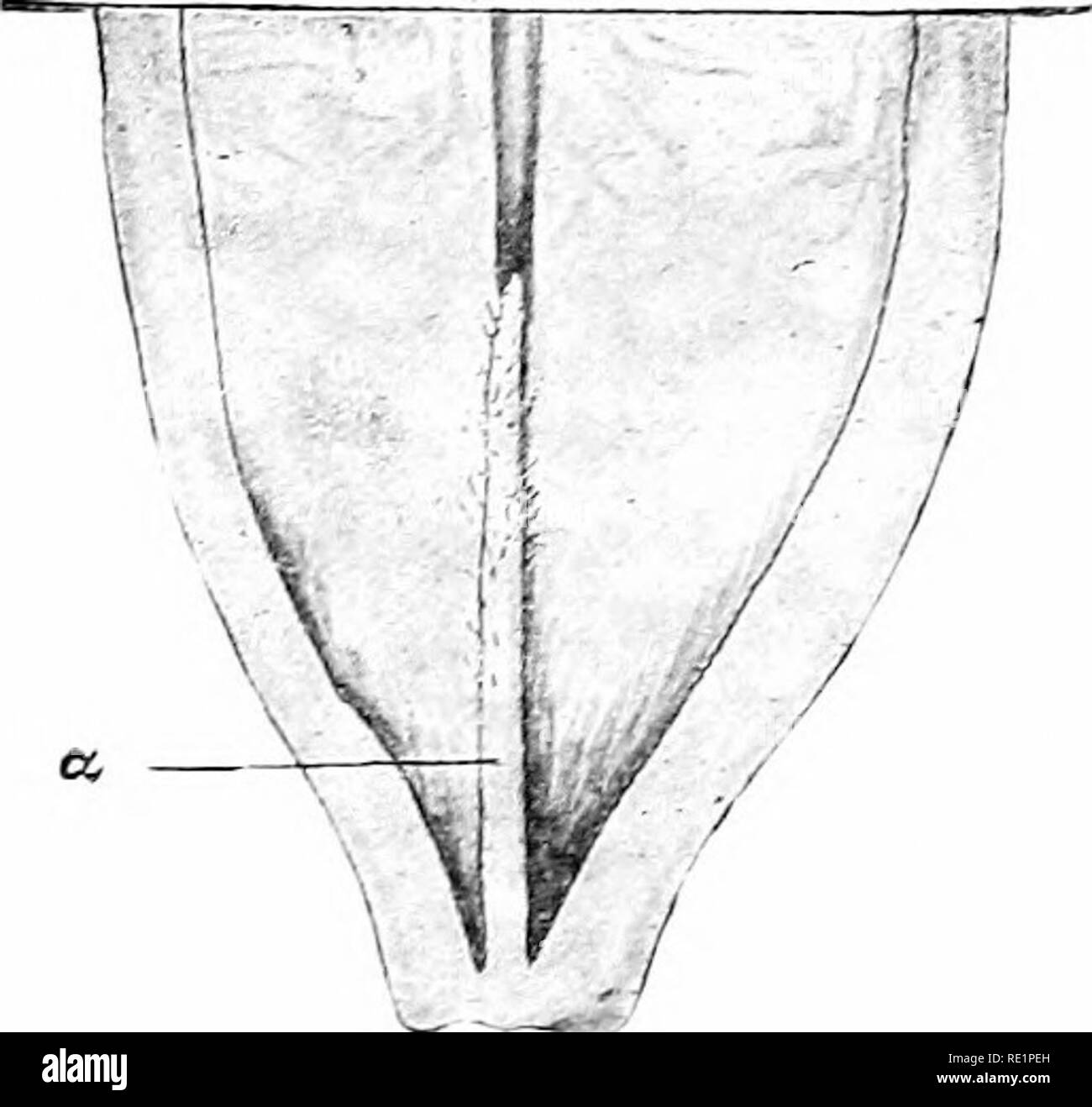 . Agricultural botany, theoretical and practical. Botany, Economic ...