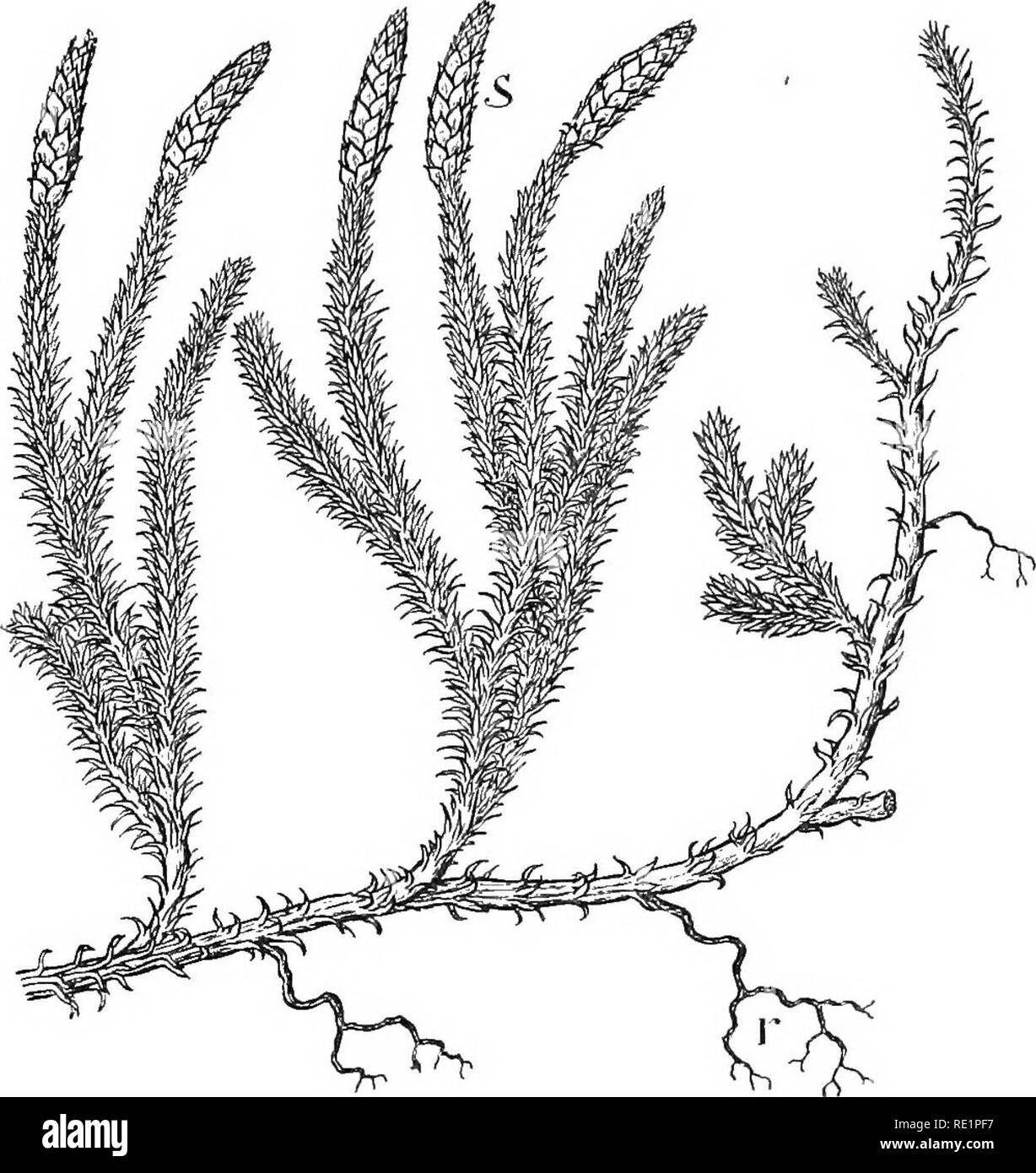 . Nature and development of plants. Botany. DEVELOPMENT OF PLANTS 341 ...