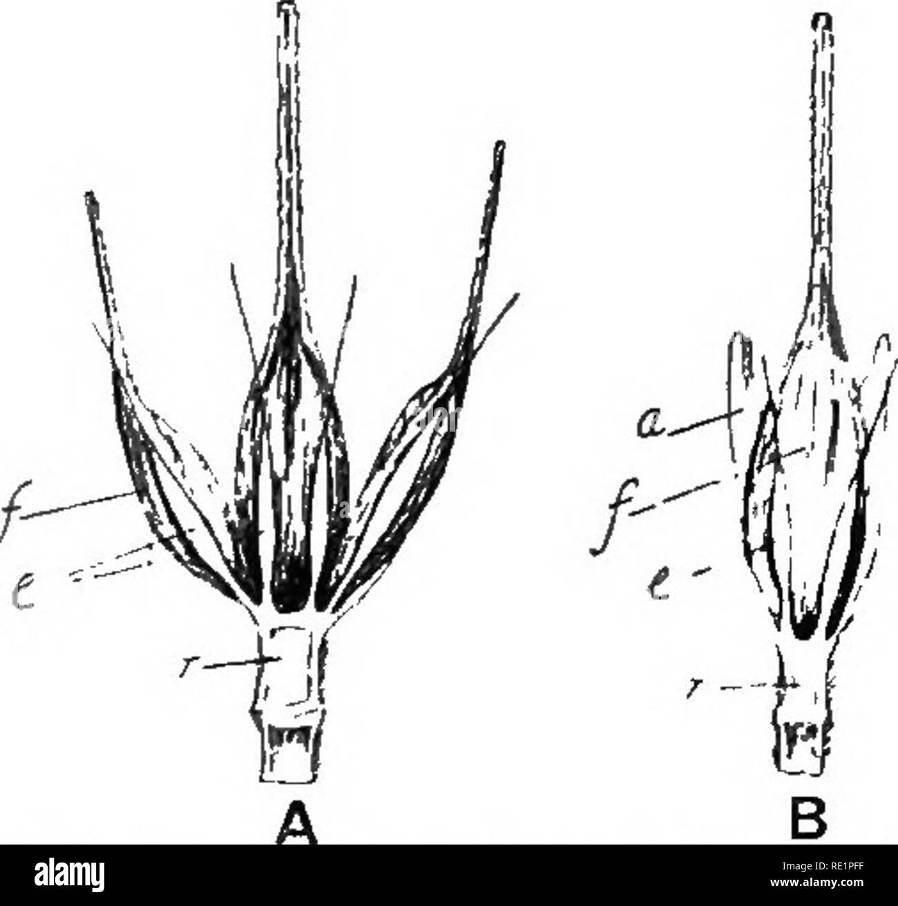. Agricultural botany, theoretical and practical. Botany, Economic ...