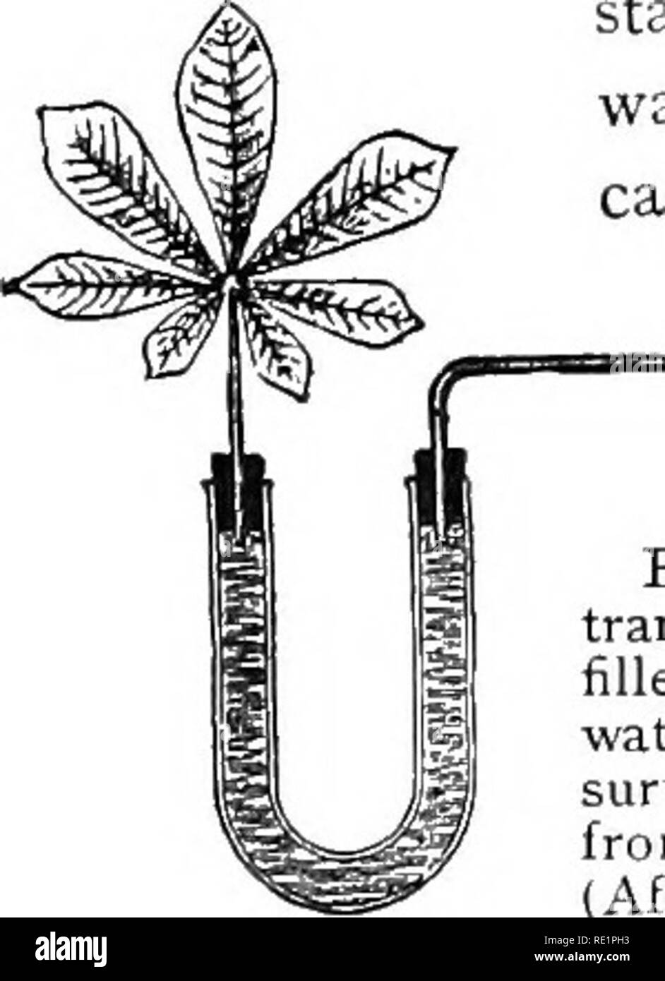 Root Pressure Diagram