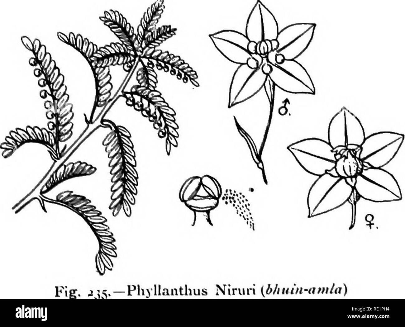 Amla flowers hi-res stock photography and images - Alamy