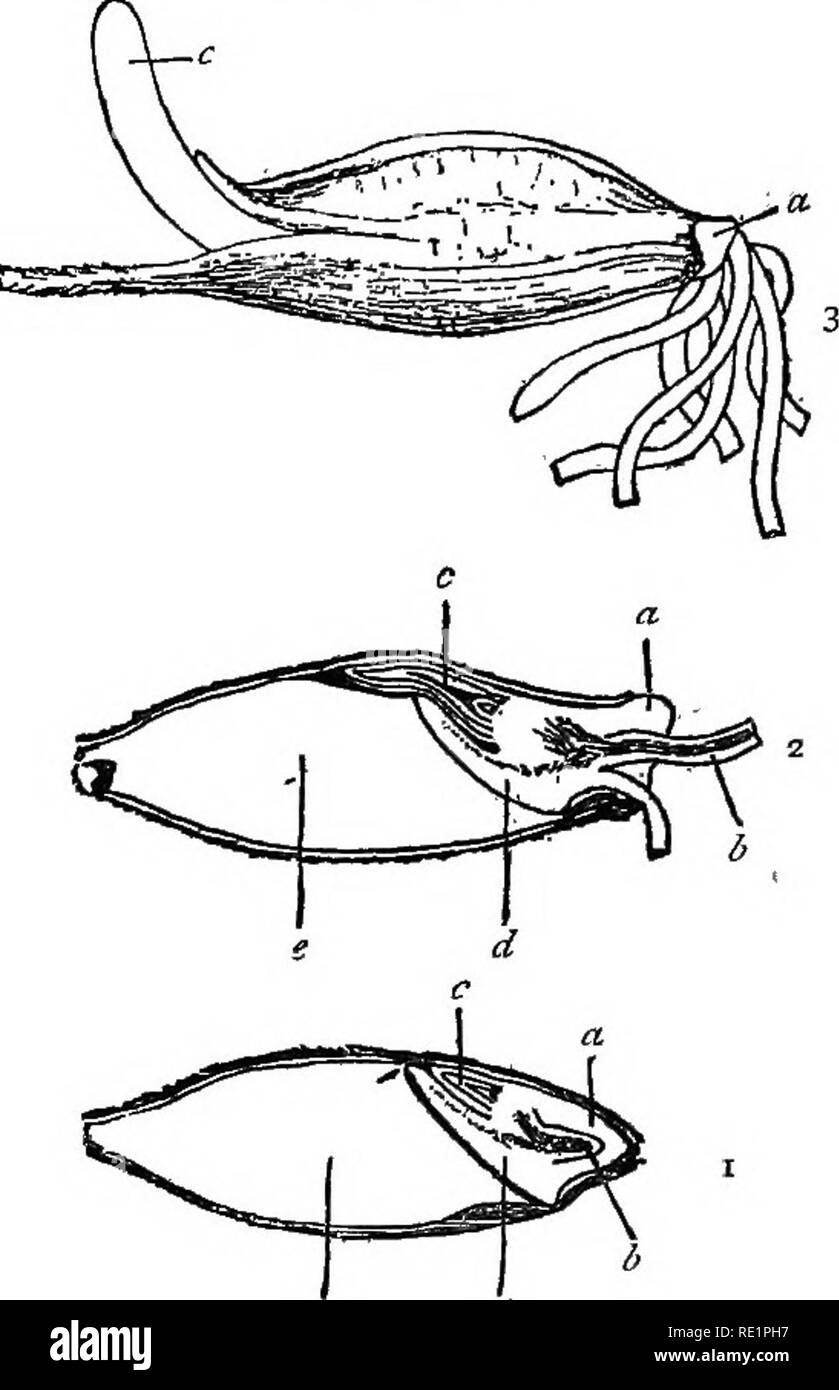 Oat glumes hi-res stock photography and images - Alamy