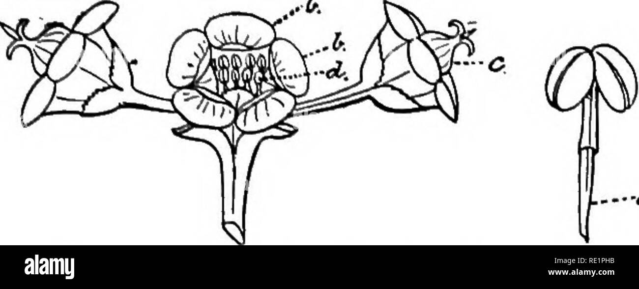 Hedge euphorbia Black and White Stock Photos & Images - Alamy