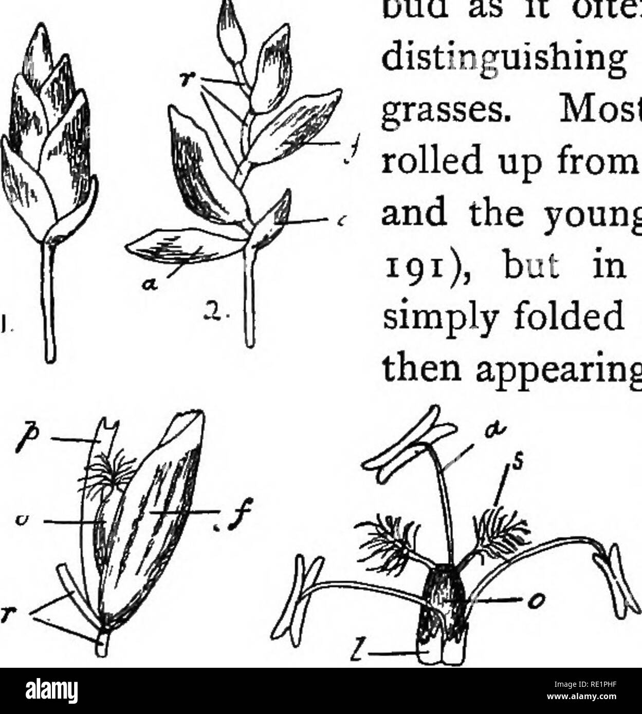. Agricultural botany, theoretical and practical. Botany, Economic ...