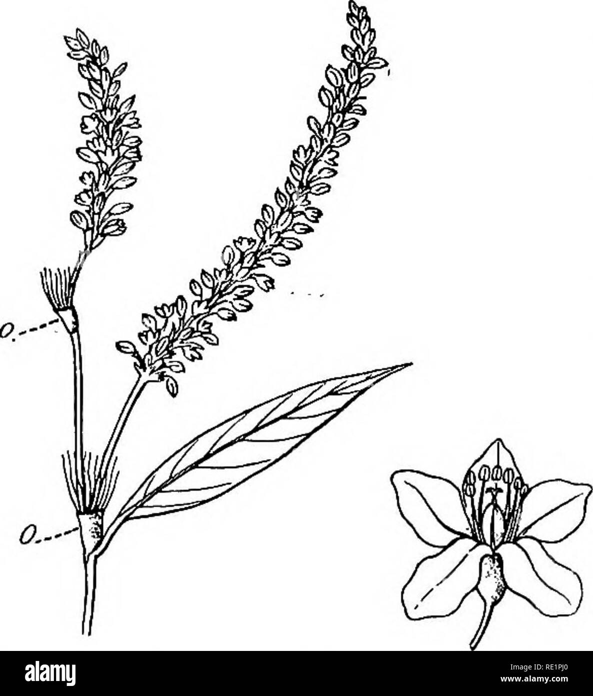 Ternate visits hi-res stock photography and images - Alamy