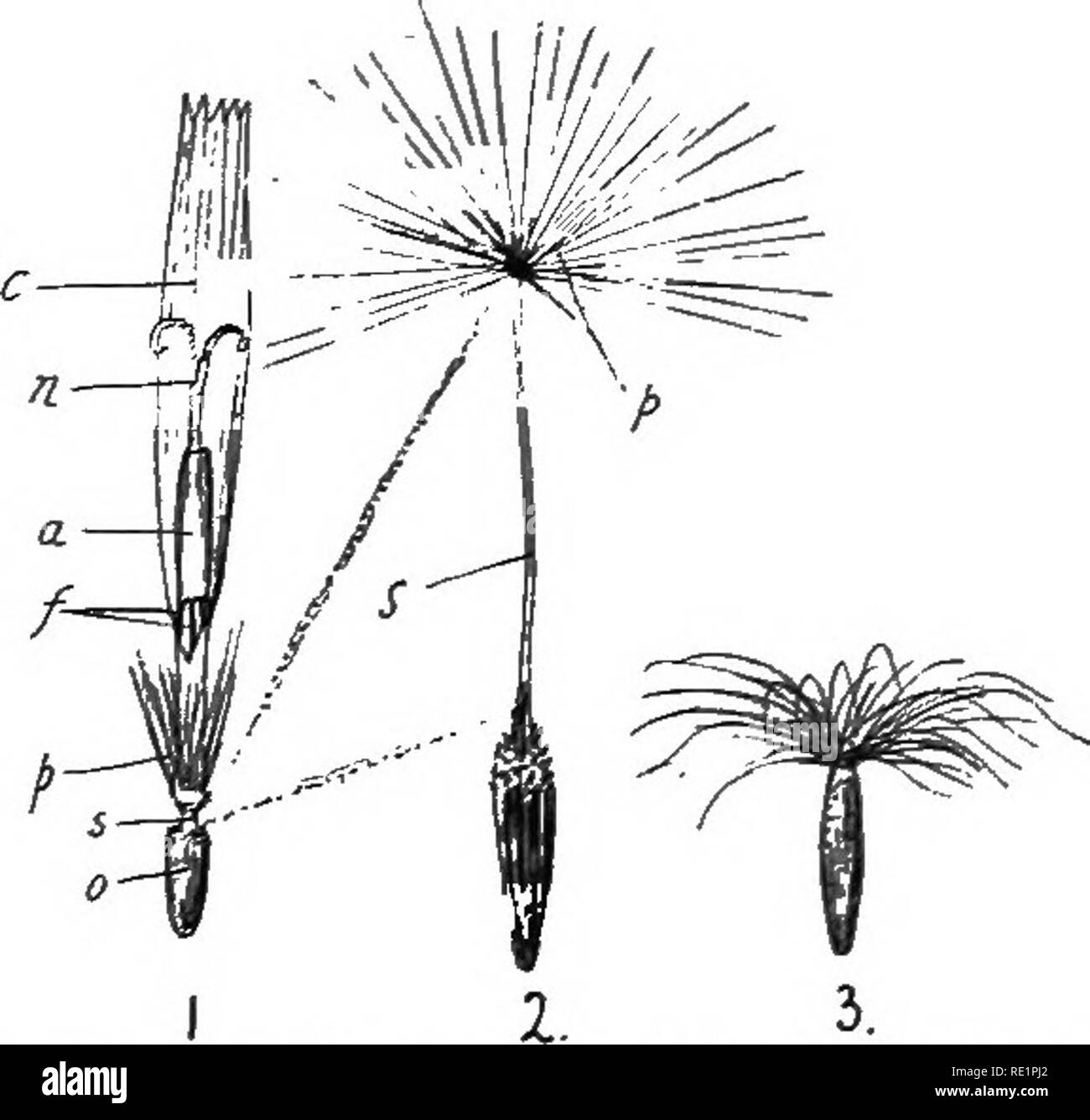 Receptacle of the flower Black and White Stock Photos & Images - Alamy