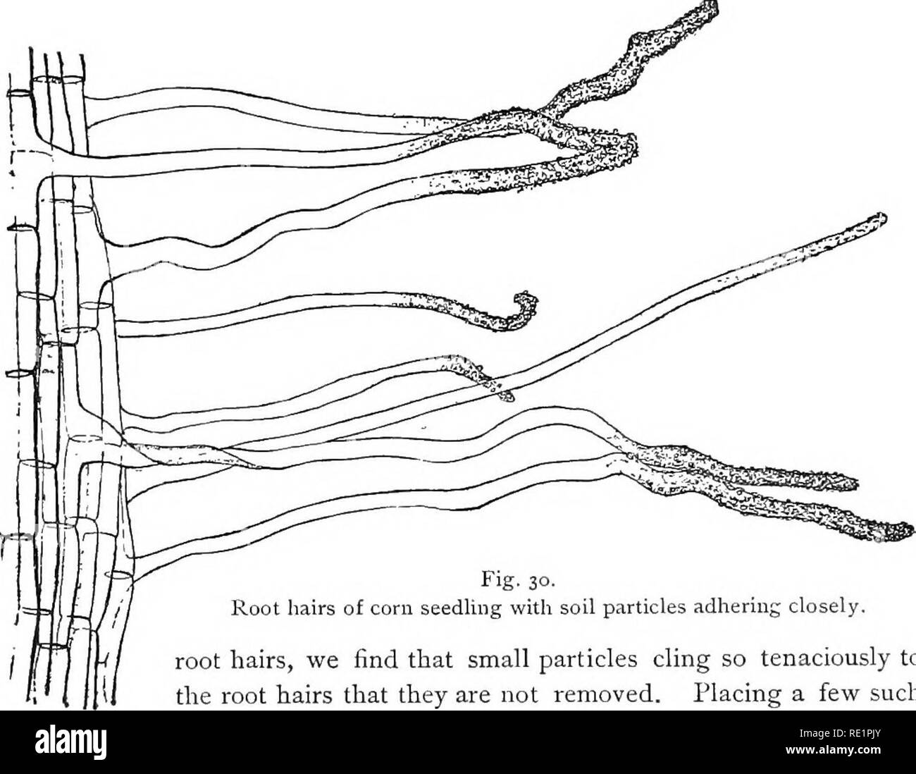 Seedling roots corn hi-res stock photography and images - Alamy