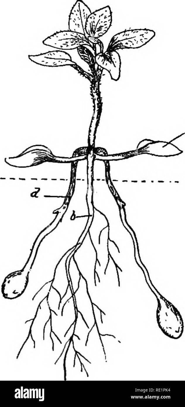 . Agricultural botany, theoretical and practical. Botany, Economic ...