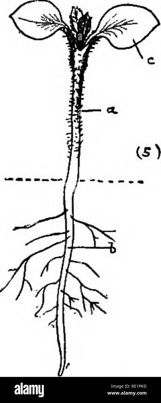 Germinating seed potato Black and White Stock Photos & Images - Alamy
