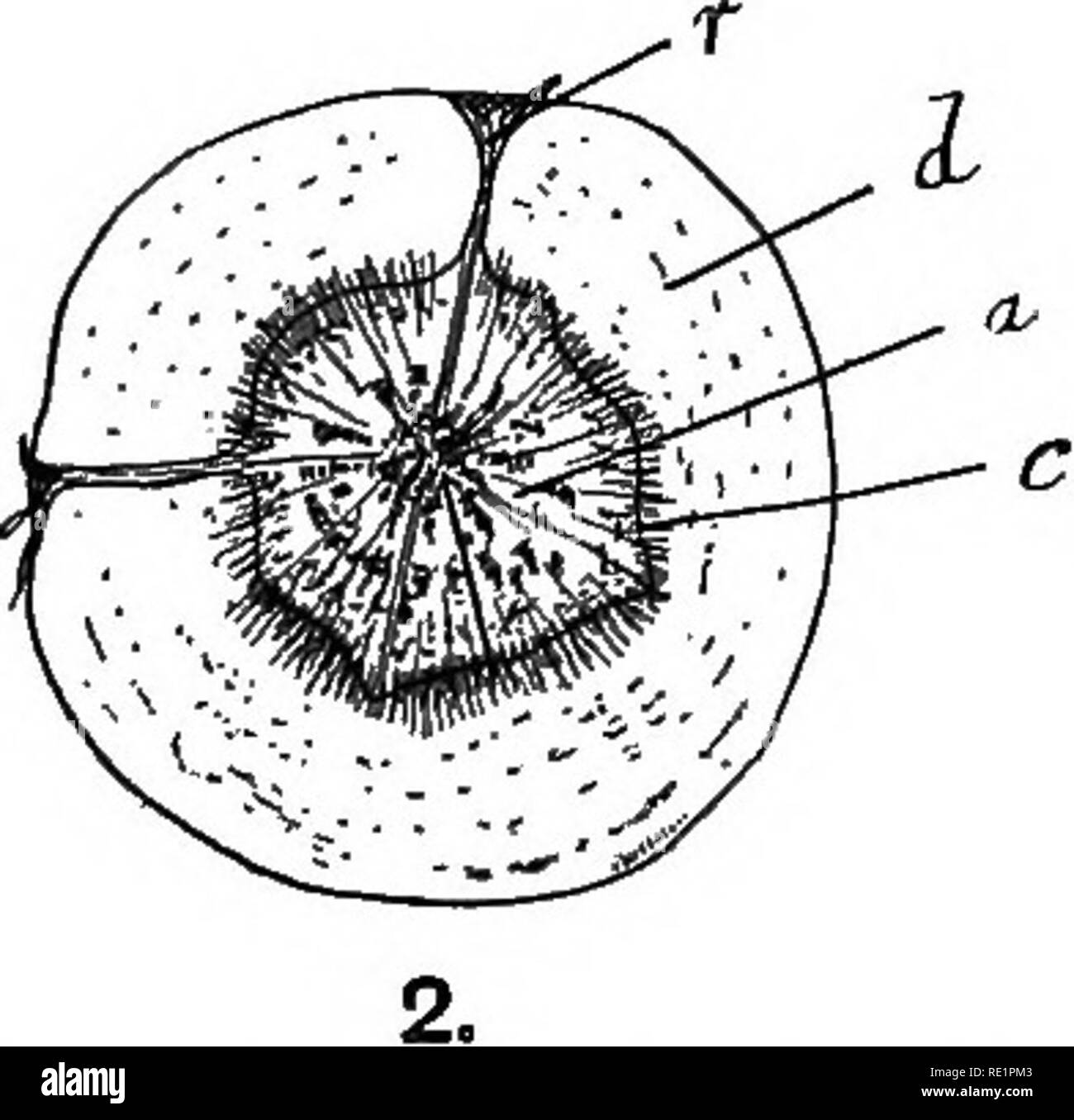 Solid wood core Black and White Stock Photos & Images - Alamy