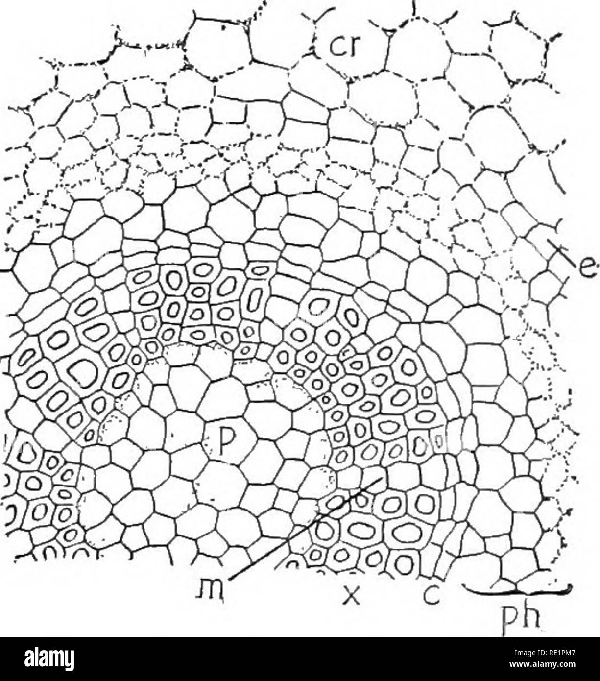 Bryophyta Black and White Stock Photos & Images - Alamy