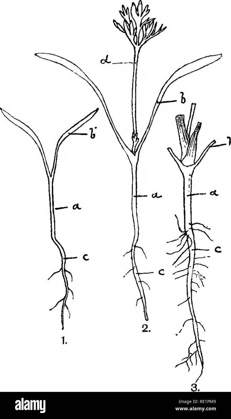 Carrot Plant Diagram