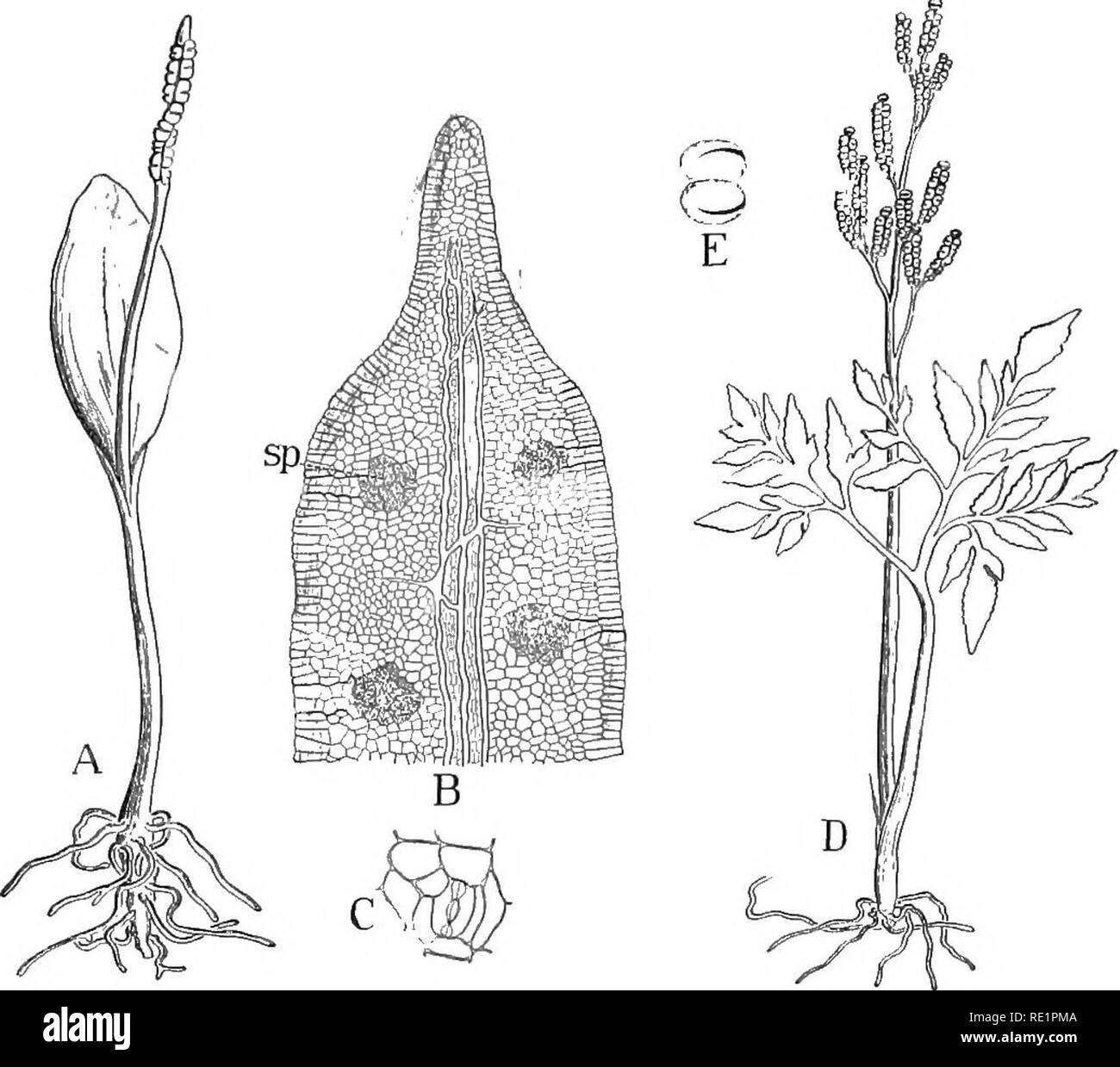 . Nature and development of plants. Botany. DEVELOPMENT OF PLANTS 315 ...