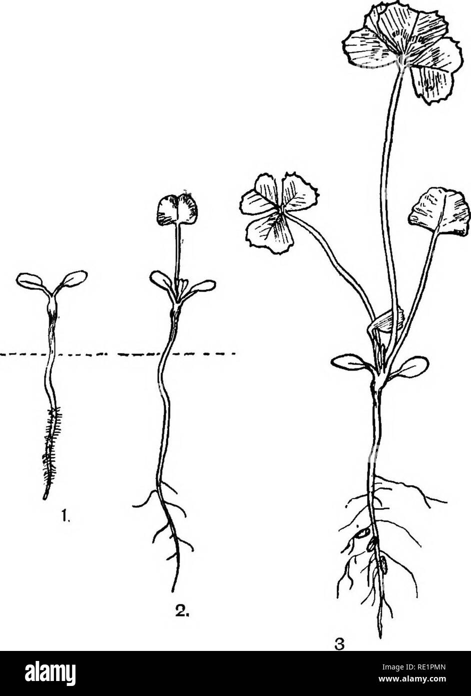 Italian clover trifolium Black and White Stock Photos & Images - Alamy