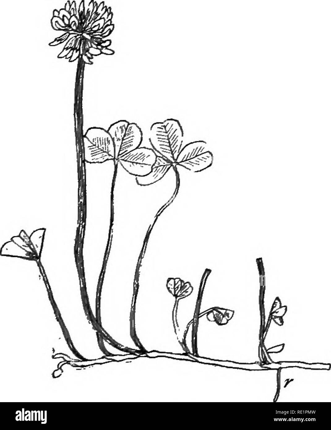 White flowers with six heads Cut Out Stock Images & Pictures - Alamy