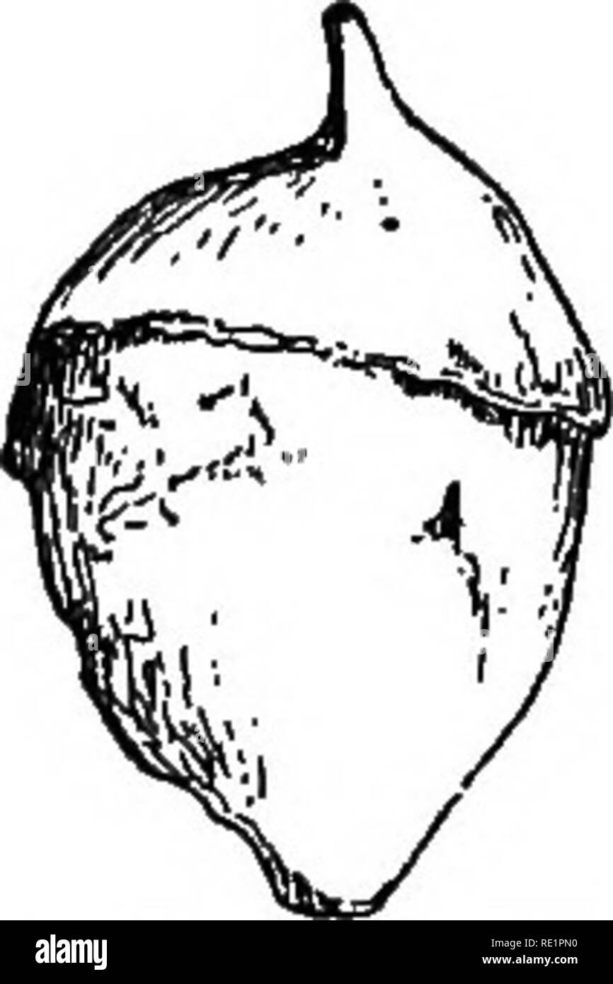 . Agricultural botany, theoretical and practical. Botany, Economic ...