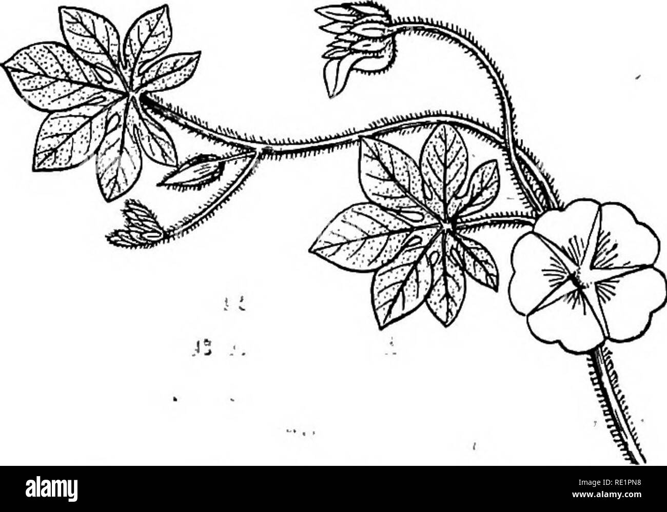 Dissected leaves Black and White Stock Photos & Images - Alamy
