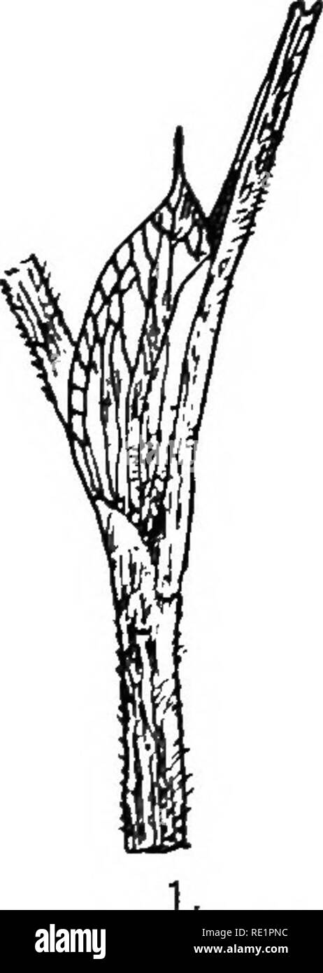 Spherical inflorescences Black and White Stock Photos & Images - Alamy