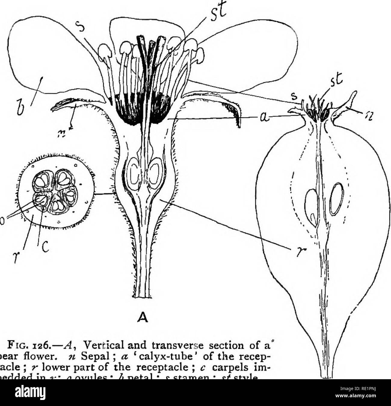 Rose sepal Black and White Stock Photos & Images - Alamy