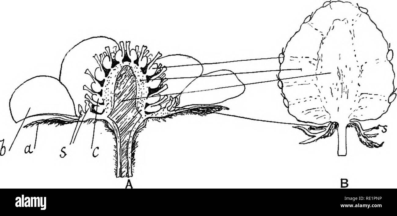 Placed flowers free hi-res stock photography and images - Alamy