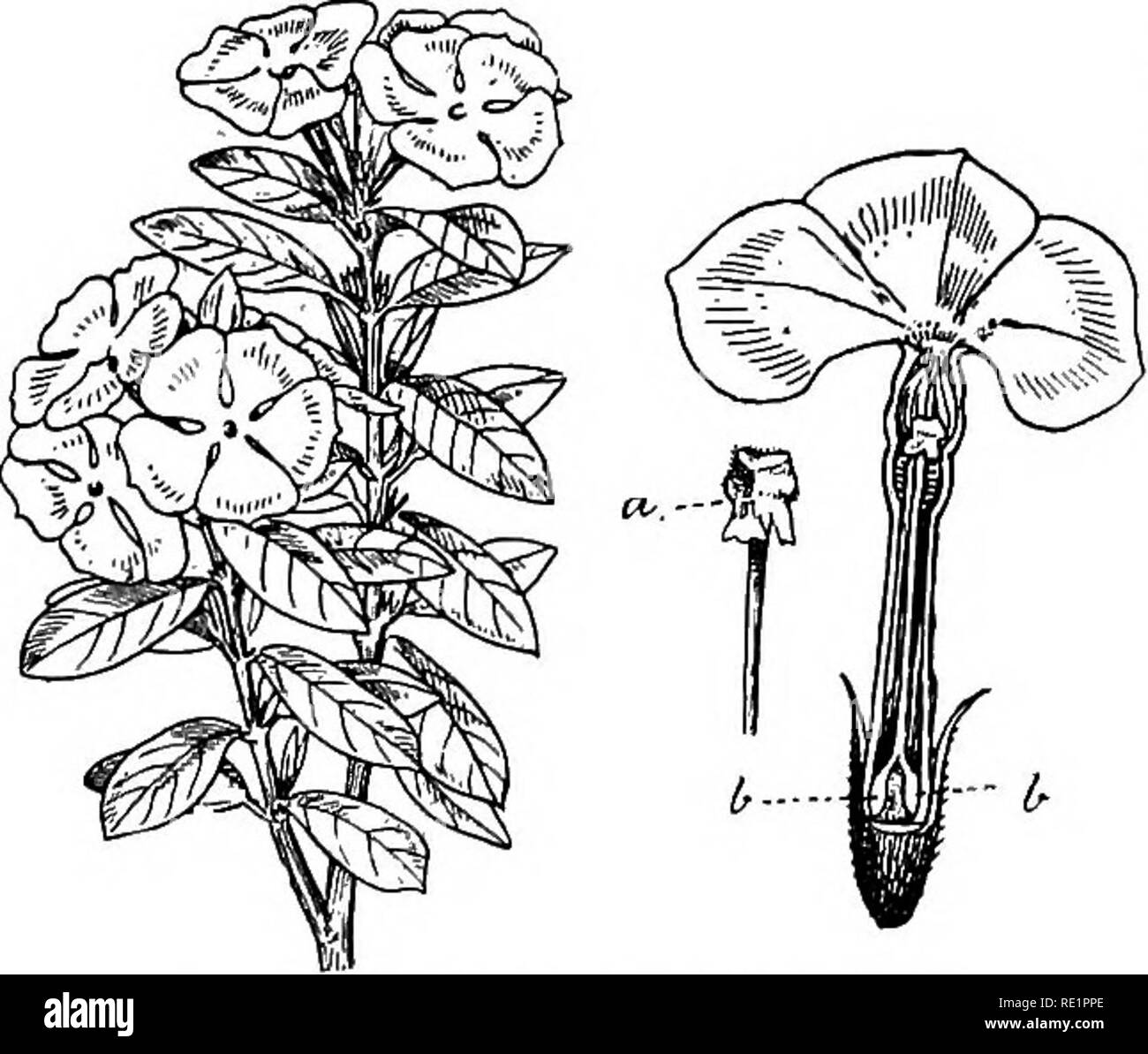 . A manual of Indian botany. Botany. Fig. 205.—Malati i^Aganosnia ...