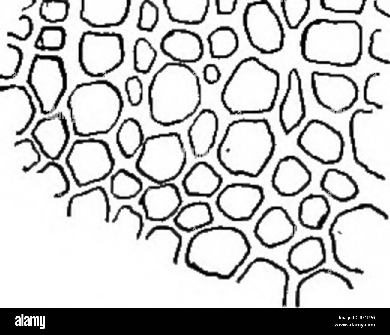 Bast Fibres Black and White Stock Photos & Images - Alamy