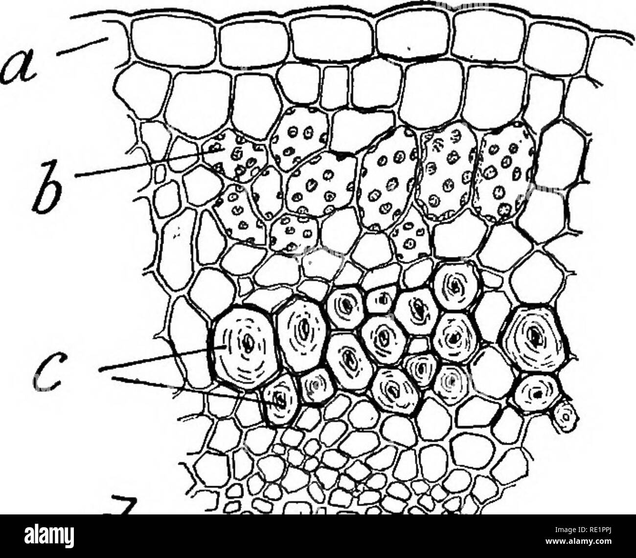 Bast Fibres Black and White Stock Photos & Images - Alamy