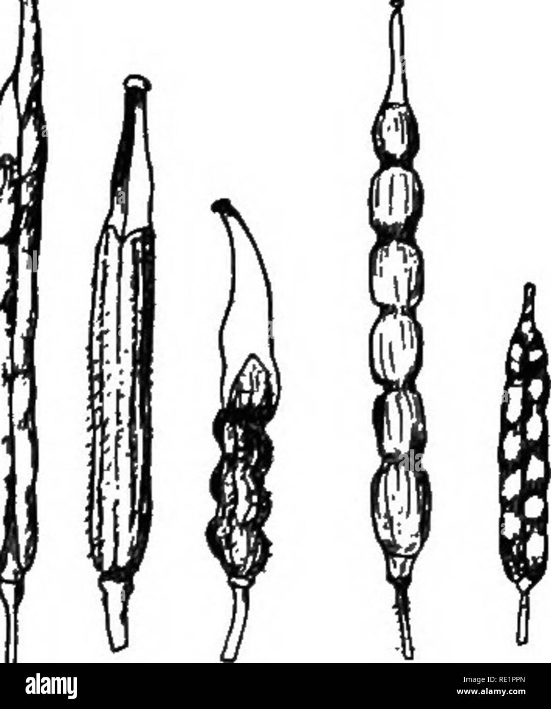 . Agricultural botany, theoretical and practical. Botany, Economic ...