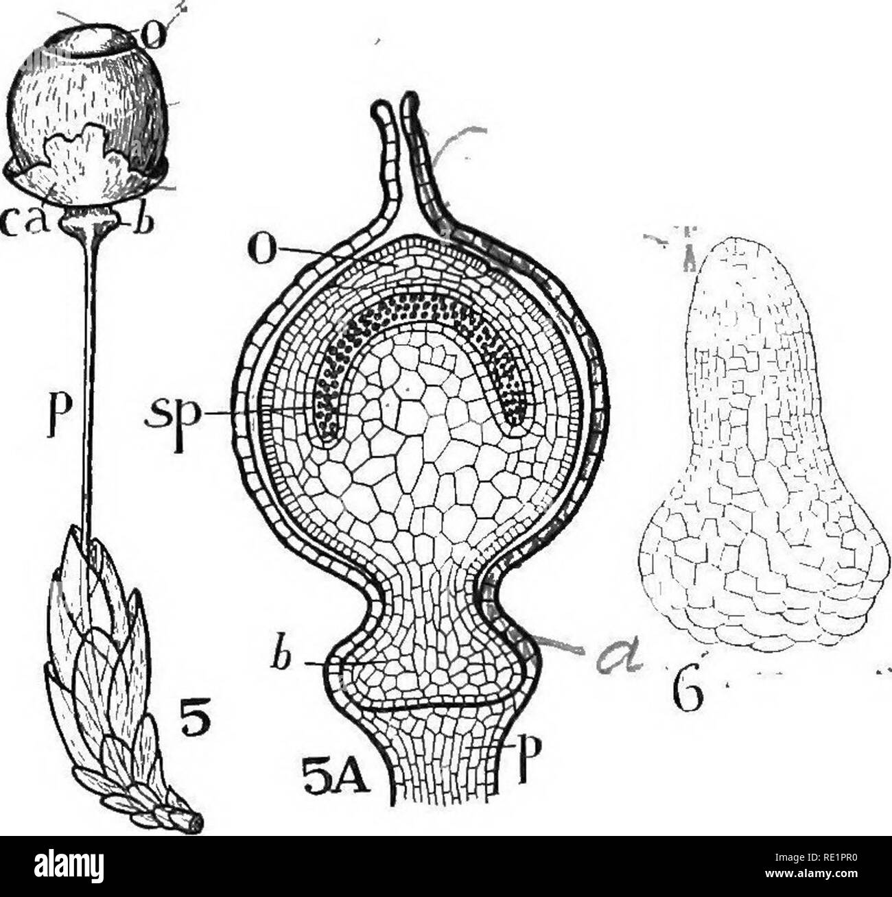 . Nature and development of plants. Botany. DEVELOPMENT OF PLANTS 299 ...