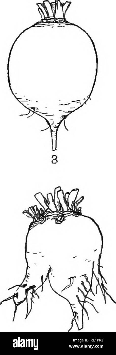 . Agricultural botany, theoretical and practical. Botany, Economic ...