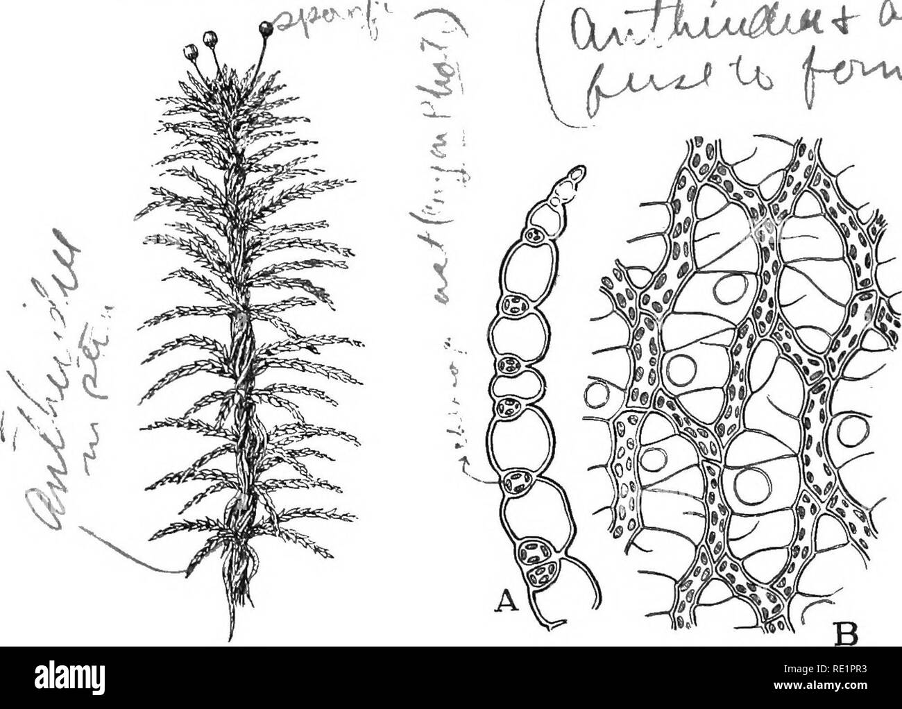 Sphagnum Moss Diagram