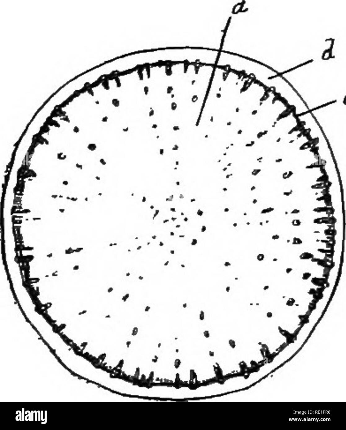 . Agricultural botany, theoretical and practical. Botany, Economic ...