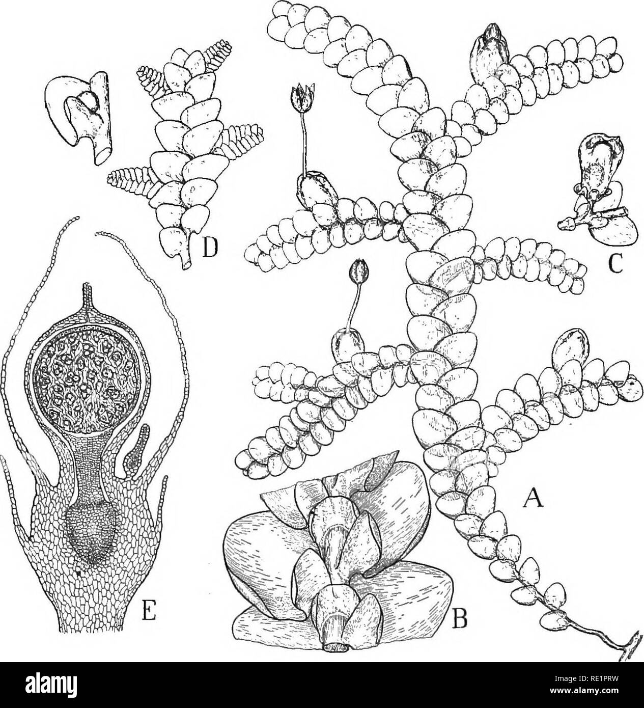. Nature and development of plants. Botany. DEVELOPMENT OF PLANTS 289 ...