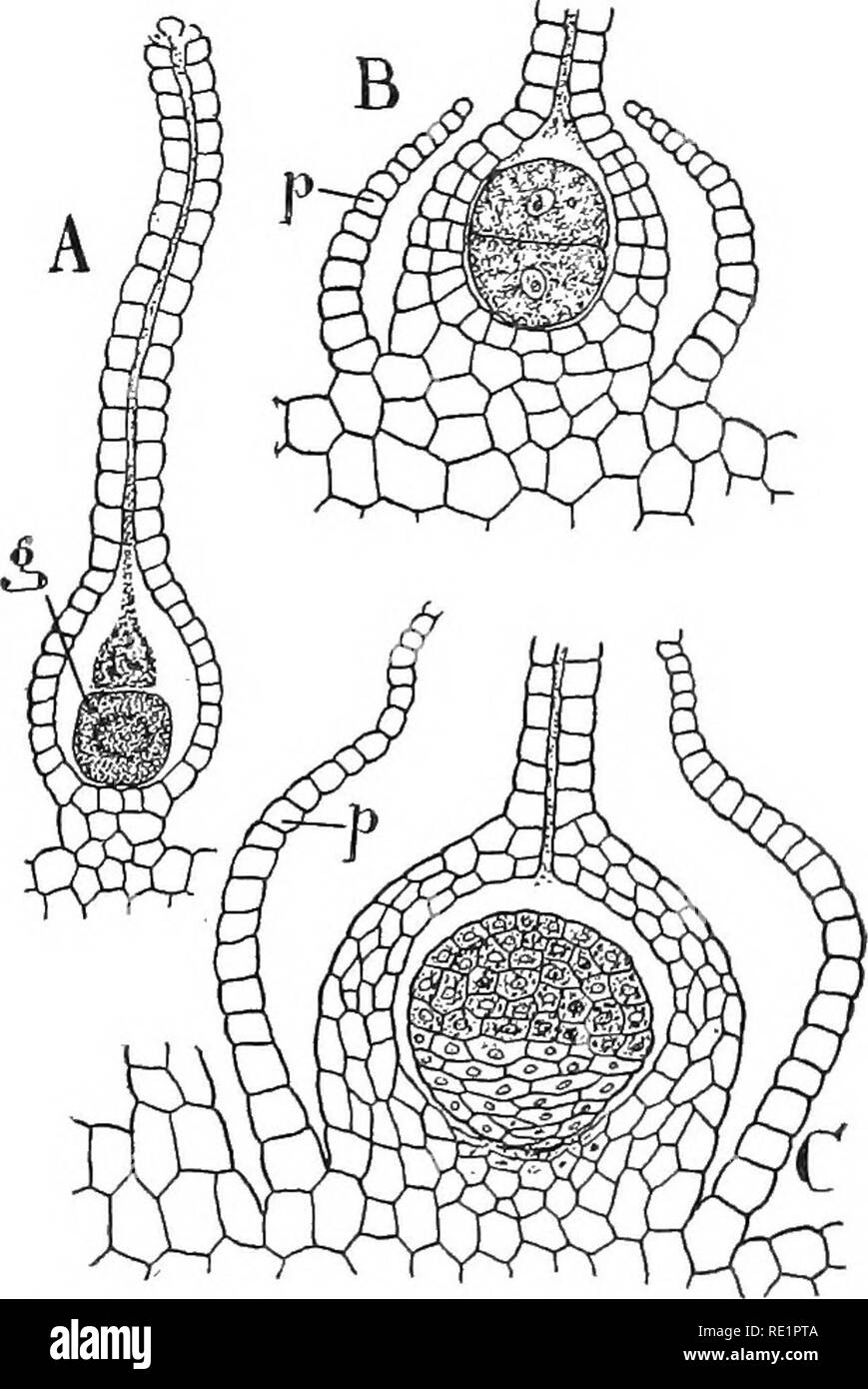 Marchantia Diagram