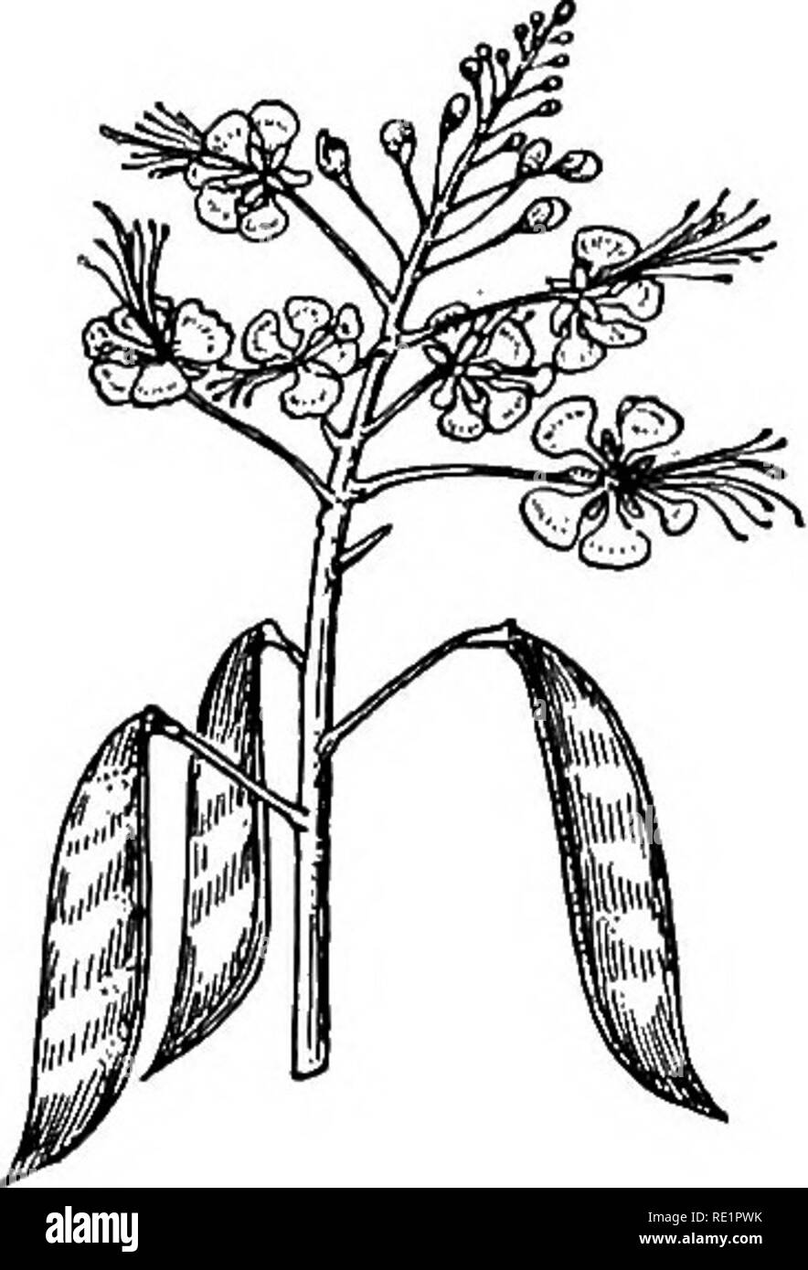 Indian laburnum tree Black and White Stock Photos & Images - Alamy